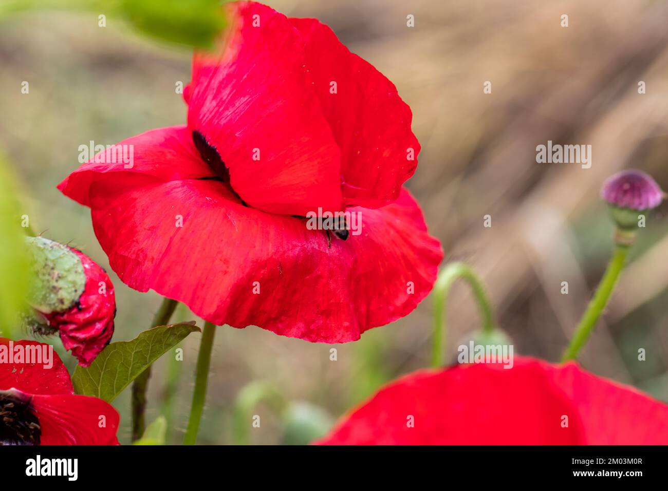 Macro of bees collecting pollen from papaver rhoeas, known as common ...