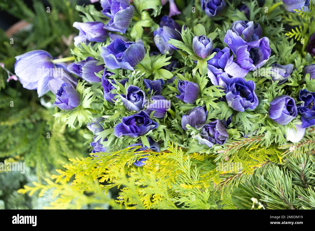 Ranunculus blue in a bouquet for sale on display in a flower shop Stock ...