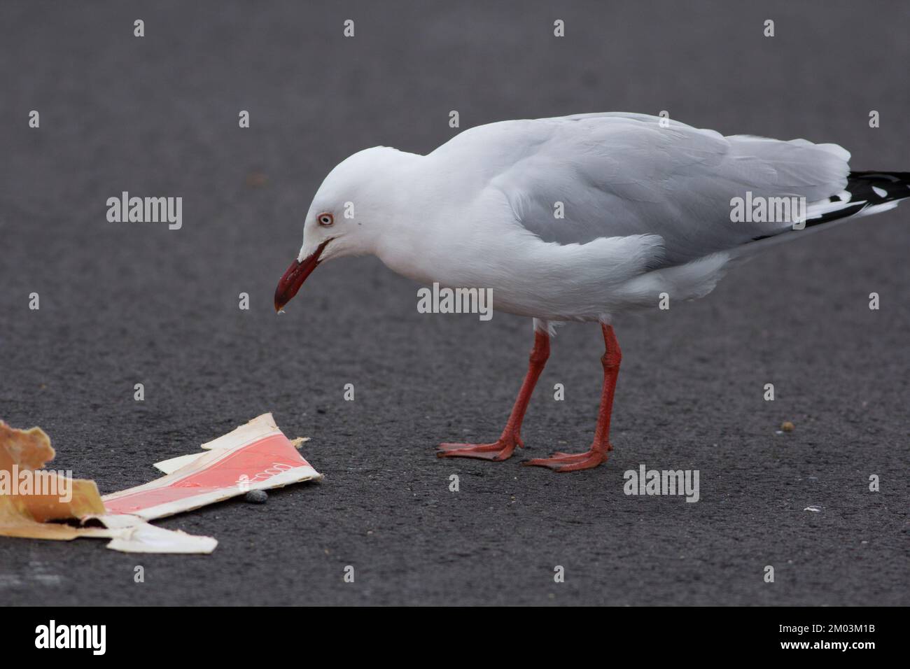 Silver Gull (Larus novaehollandiae) eating from litter. Burnett Heads ...