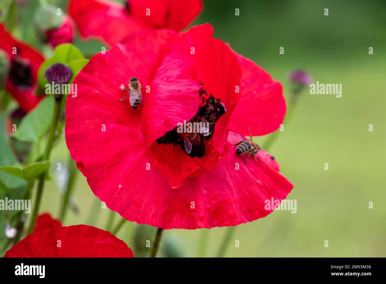 Macro of bees collecting pollen from papaver rhoeas, known as common ...