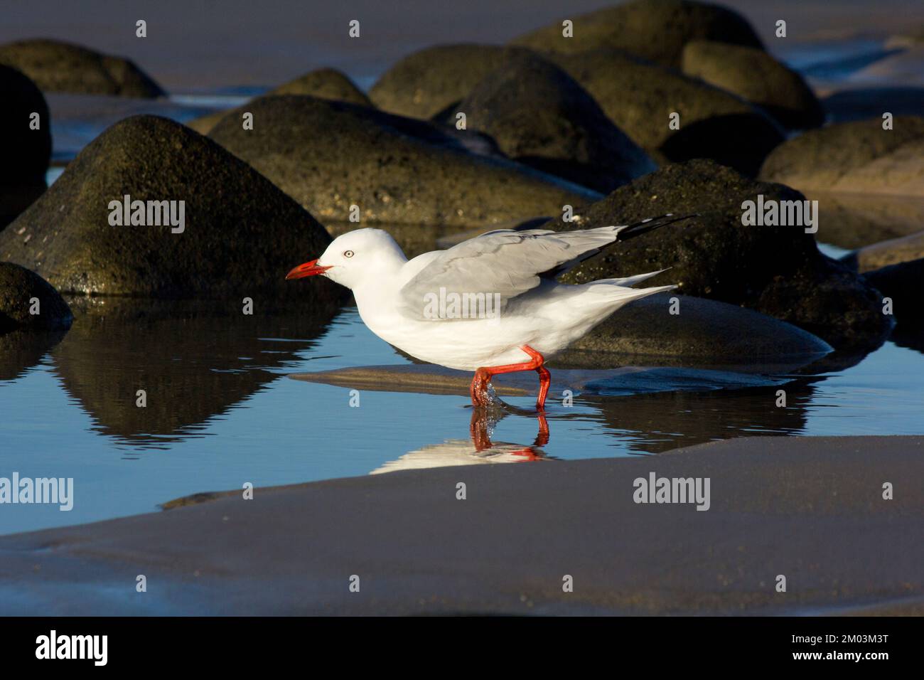 Australian silver gulls hi-res stock photography and images - Alamy