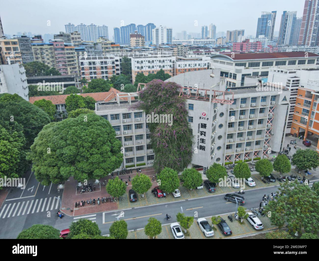 NANNING, CHINA - DECEMBER 3, 2022 - A 30-meter-high bougainberry is in ...