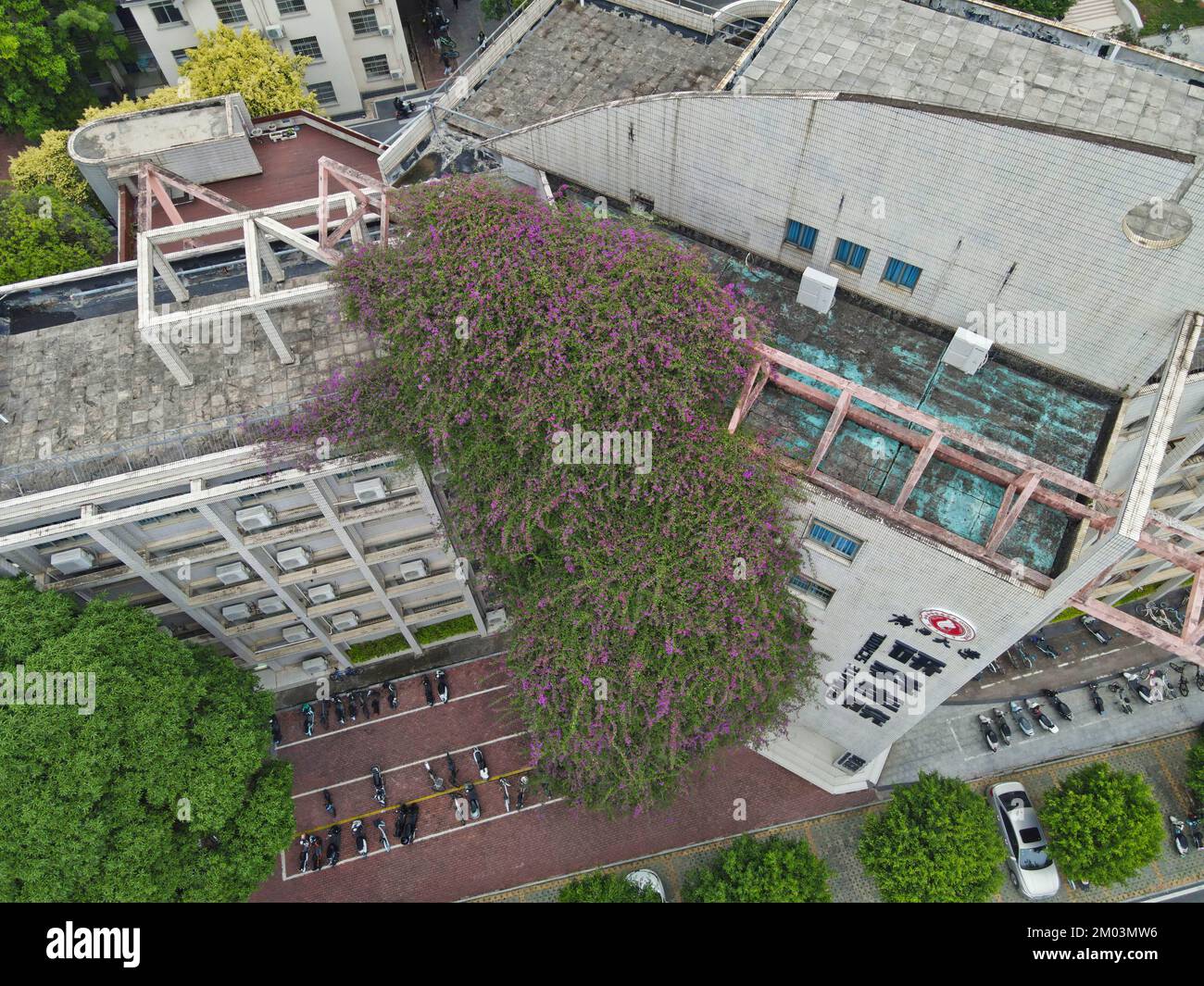 NANNING, CHINA - DECEMBER 3, 2022 - A 30-meter-high bougainberry is in ...