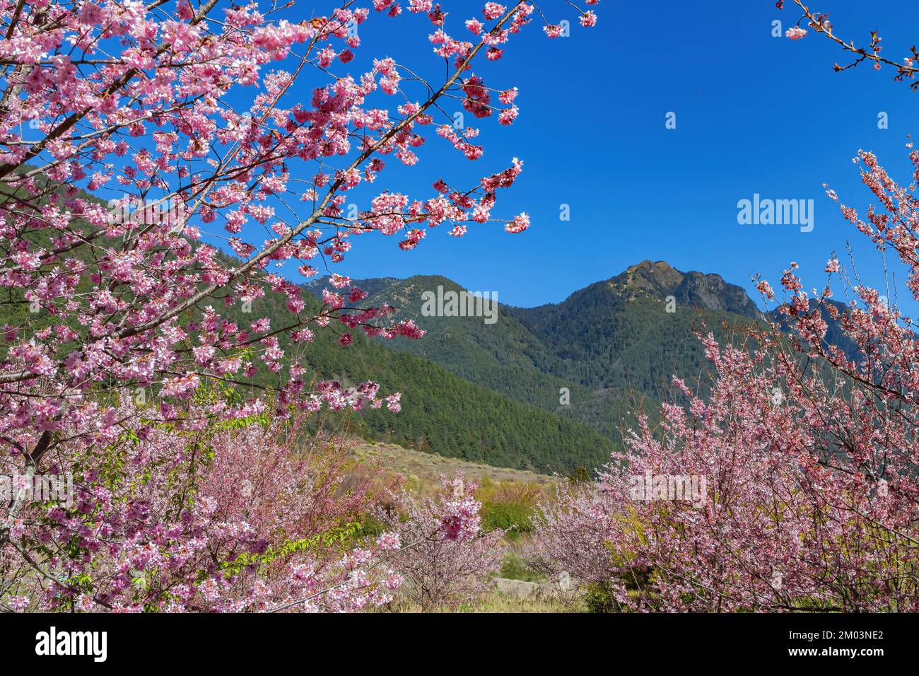 Sunny view of the beautiful cherry blossom in Wuling Farm at Taiwan ...