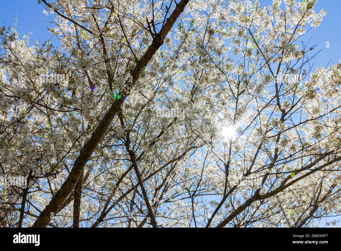 Sunny view of the beautiful pear tree blossom in Wuling Farm in Wuling ...