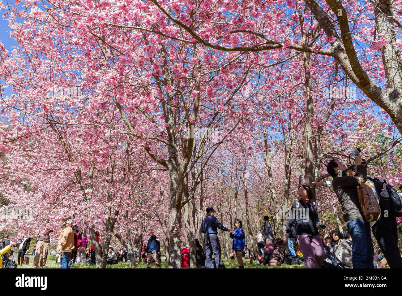 Sunny view of the beautiful cherry blossom in Wuling Farm at Taiwan ...