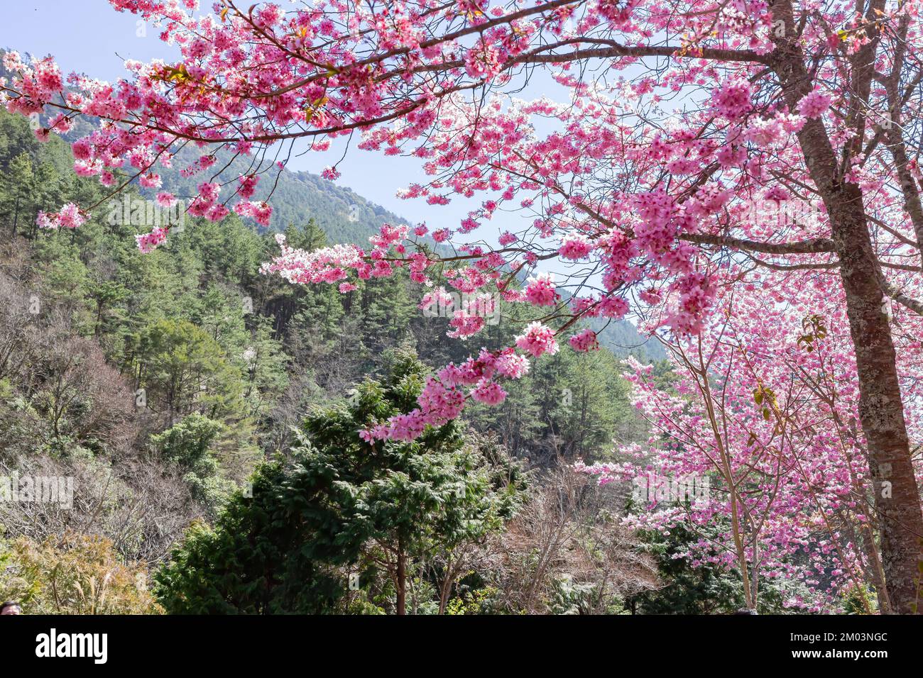 Sunny view of the beautiful cherry blossom in Wuling Farm at Taiwan ...