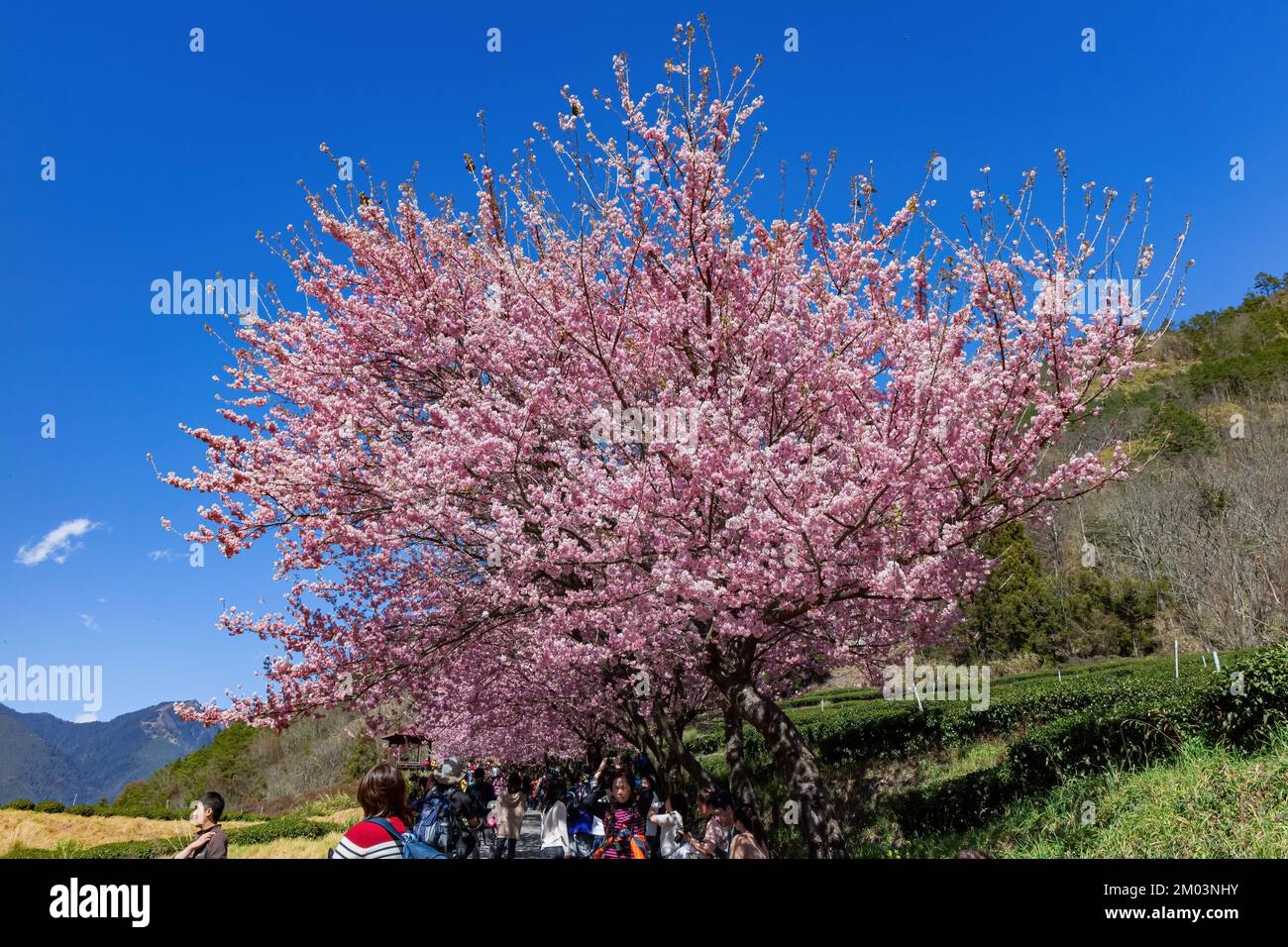 Sunny view of the beautiful cherry blossom in Wuling Farm at Taiwan ...