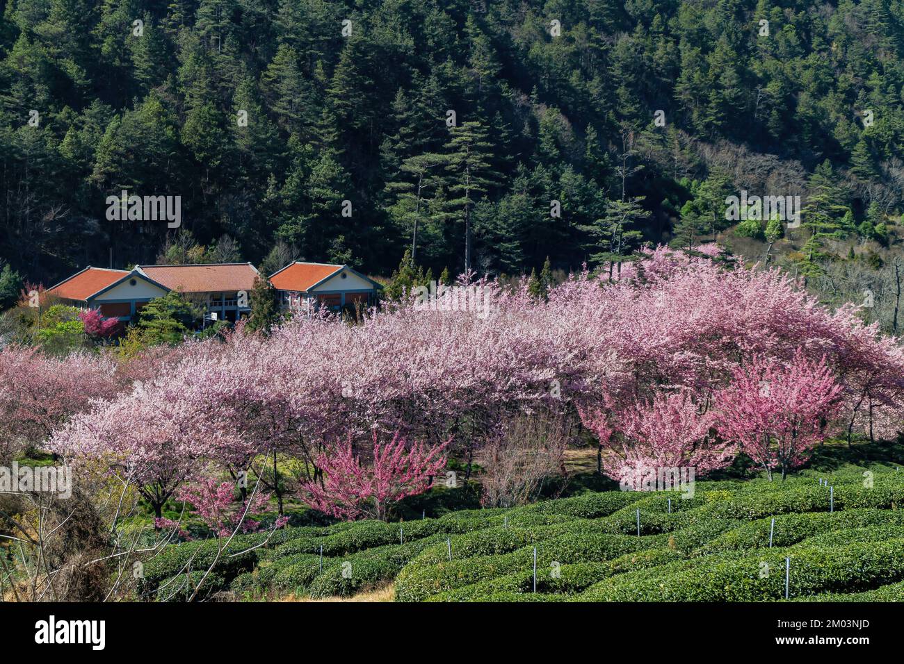Sunny view of the beautiful cherry blossom in Wuling Farm at Taiwan ...