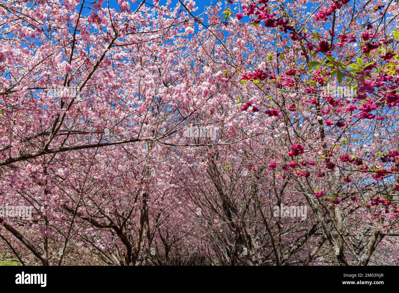 Sunny view of the beautiful cherry blossom in Wuling Farm at Taiwan ...