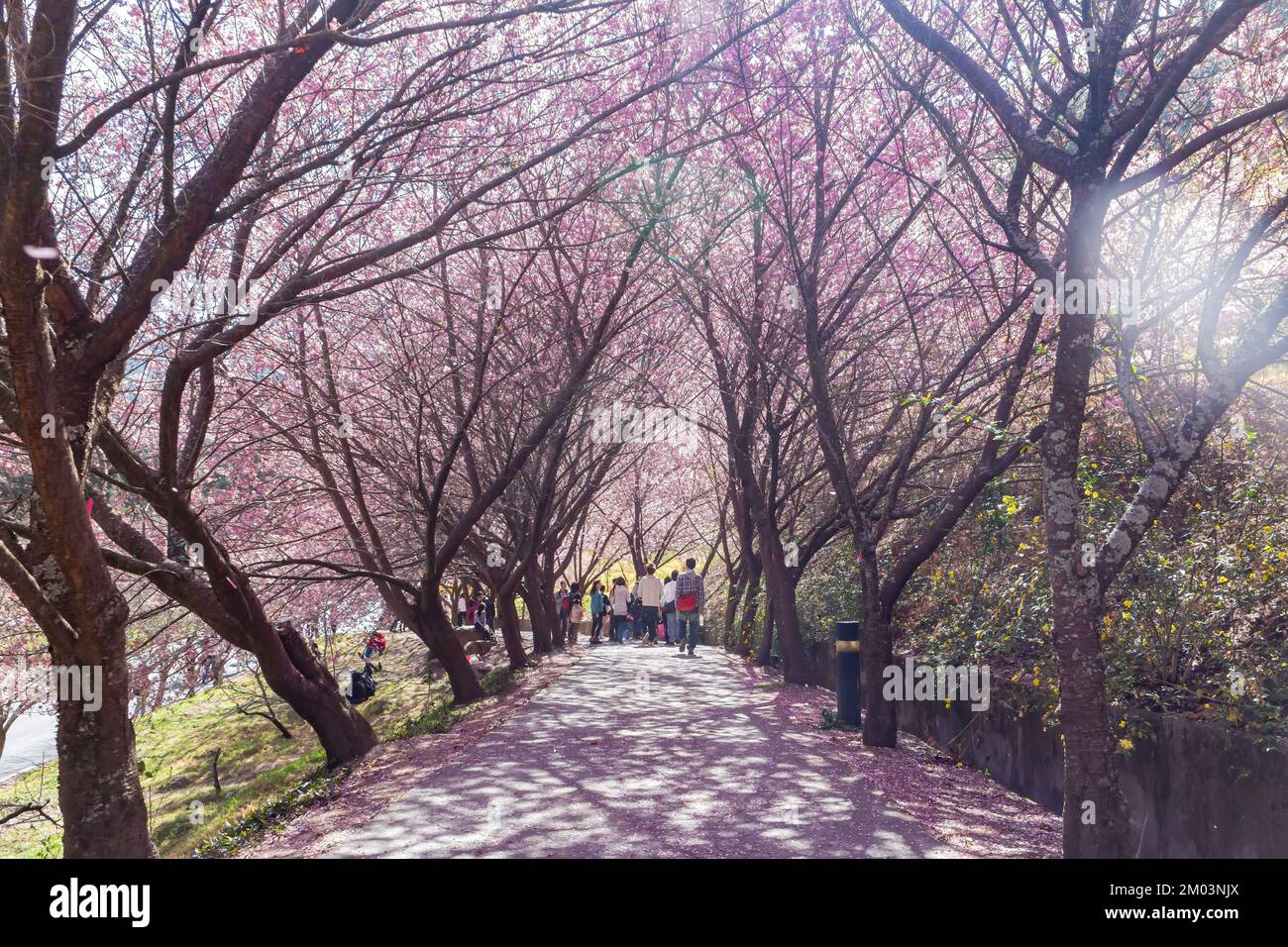 Sunny view of the beautiful cherry blossom in Wuling Farm at Taiwan ...