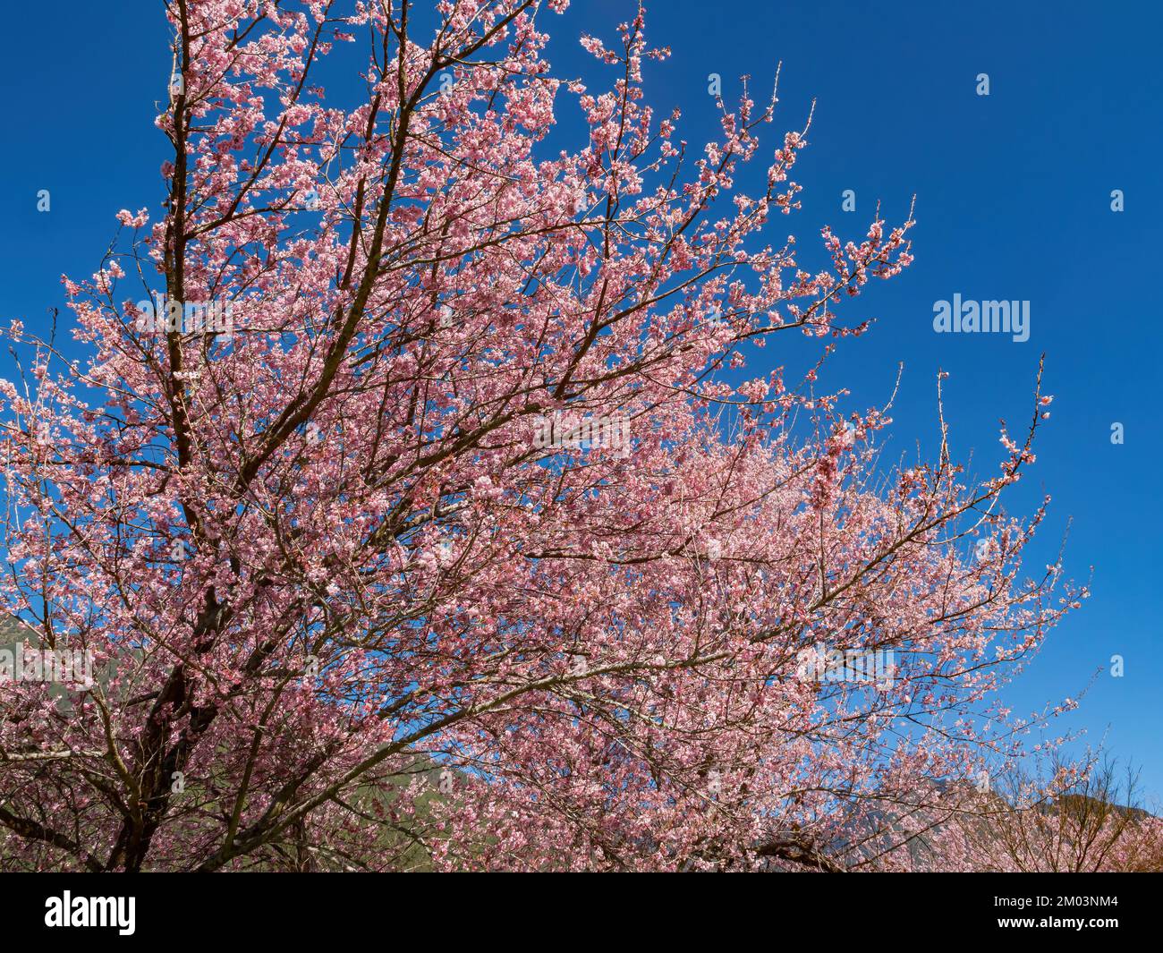 Sunny view of the beautiful cherry blossom in Wuling Farm at Taiwan ...