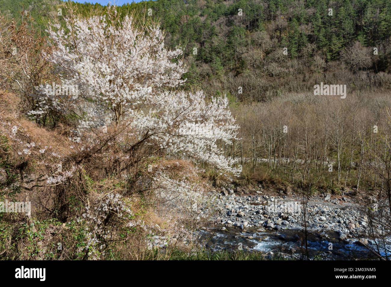 Sunny view of the beautiful pear tree blossom in Wuling Farm in Wuling ...