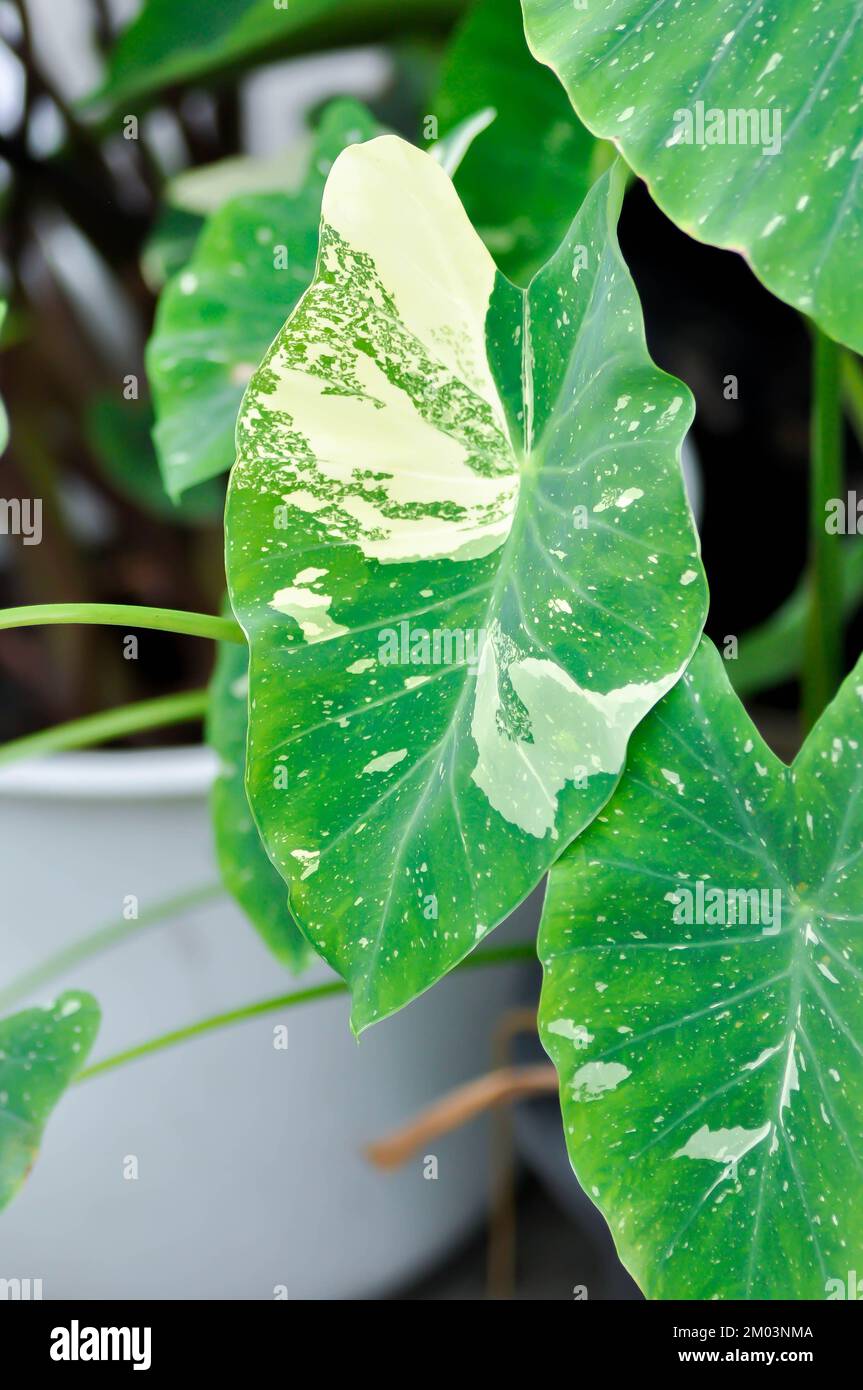 Colocasia White Lava or Colocasia variegated plant Stock Photo - Alamy