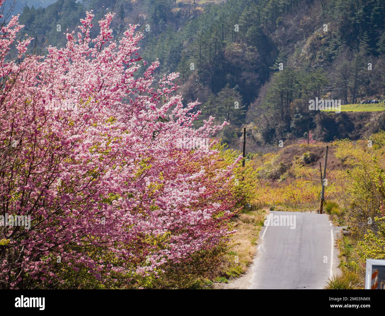 Sunny view of the beautiful cherry blossom in Wuling Farm at Taiwan ...