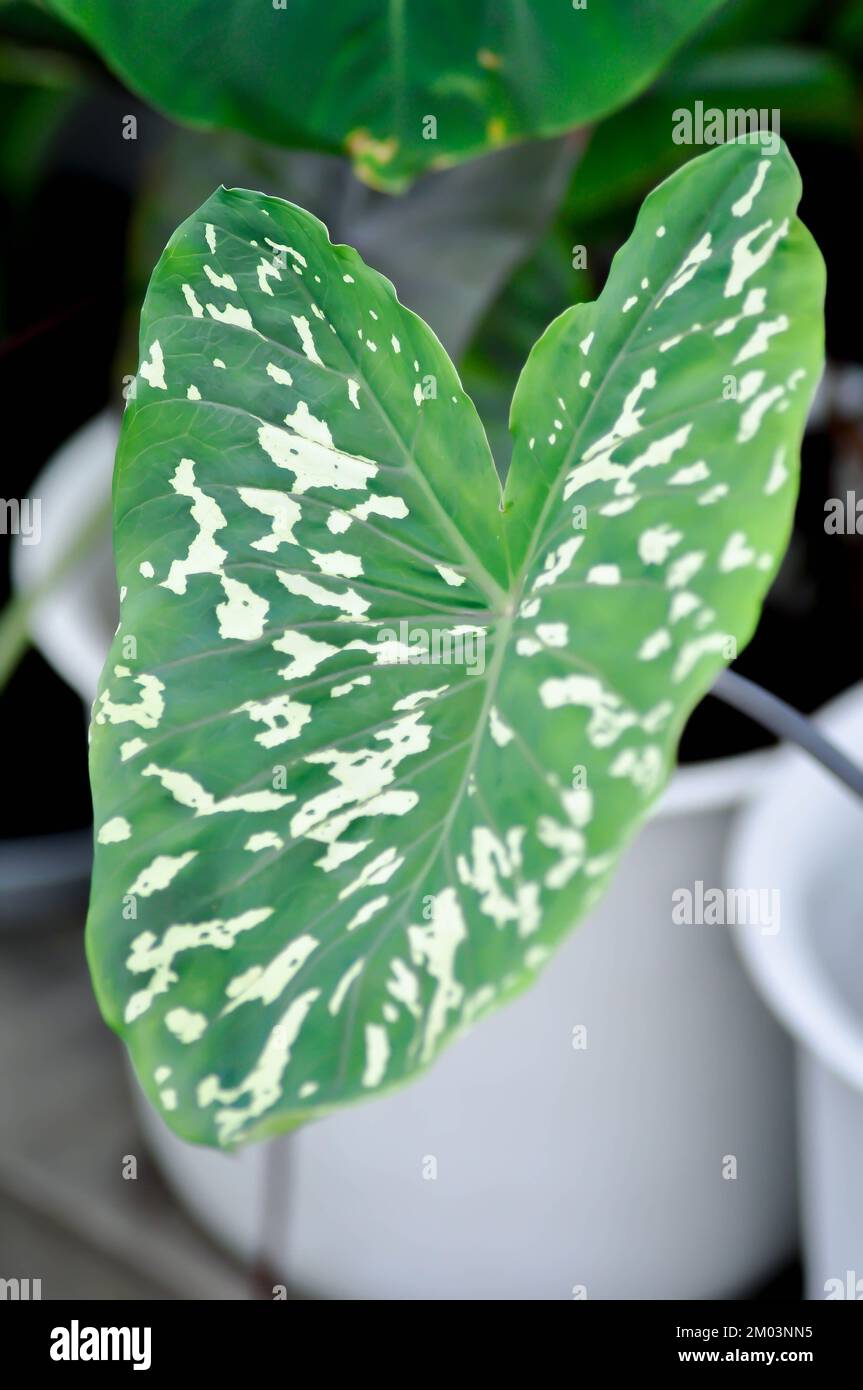 Colocasia Esculenta Hilo Beauty,Colocasia or Esculenta Hilo or ...