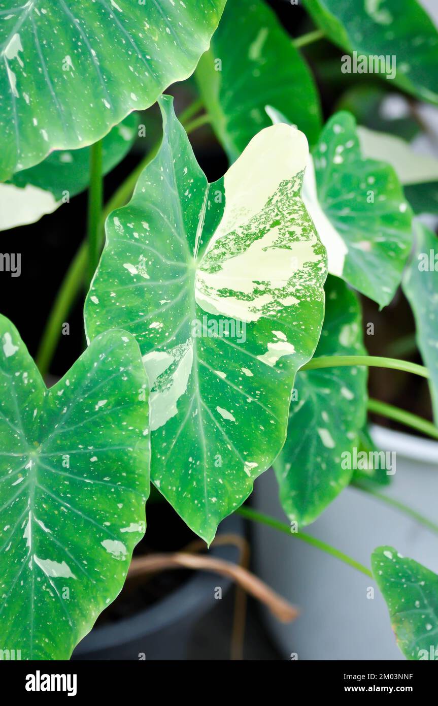 Colocasia variegata hi-res stock photography and images - Alamy
