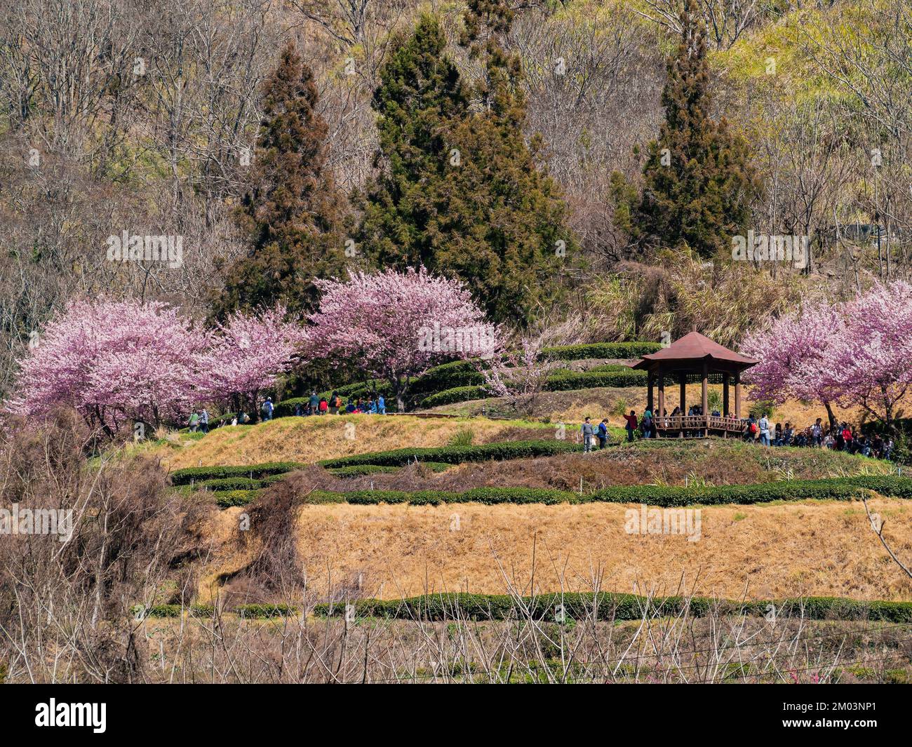 Sunny view of the beautiful cherry blossom in Wuling Farm at Taiwan ...