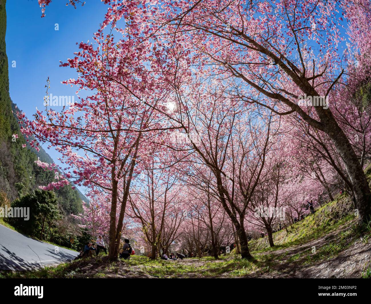 Sunny view of the beautiful cherry blossom in Wuling Farm at Taiwan ...