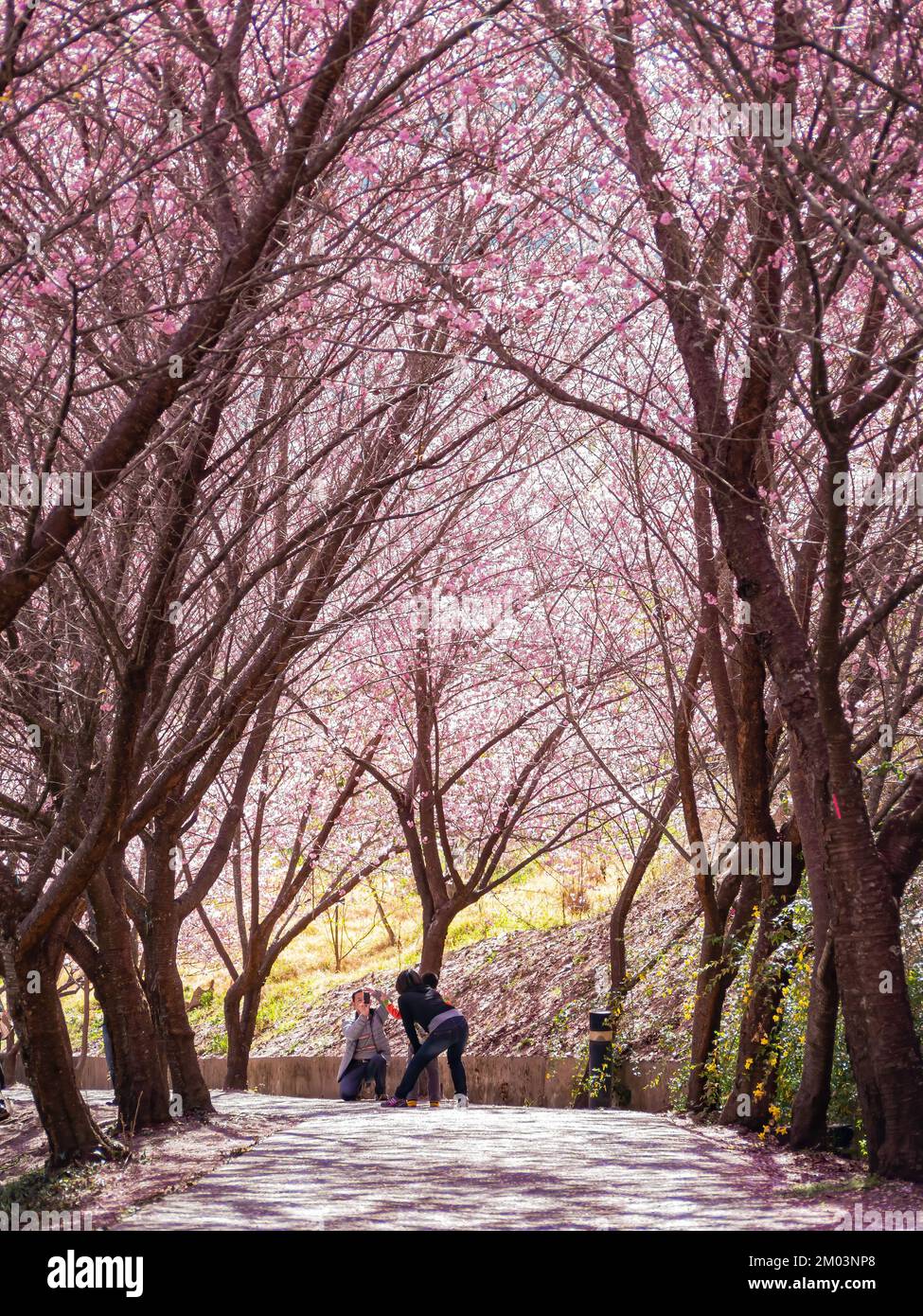 Sunny view of the beautiful cherry blossom in Wuling Farm at Taiwan ...