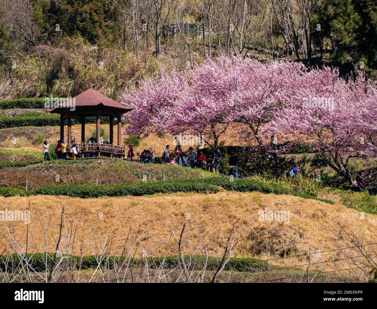 Sunny view of the beautiful cherry blossom in Wuling Farm at Taiwan ...