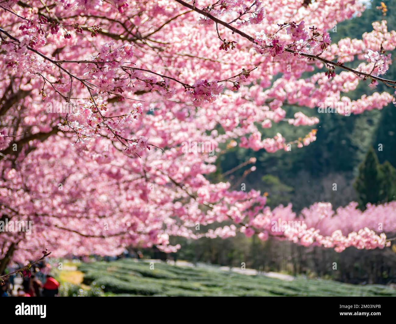 Sunny view of the beautiful cherry blossom in Wuling Farm at Taiwan ...