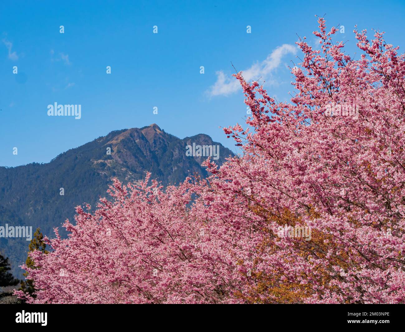 Sunny view of the beautiful cherry blossom in Wuling Farm at Taiwan ...