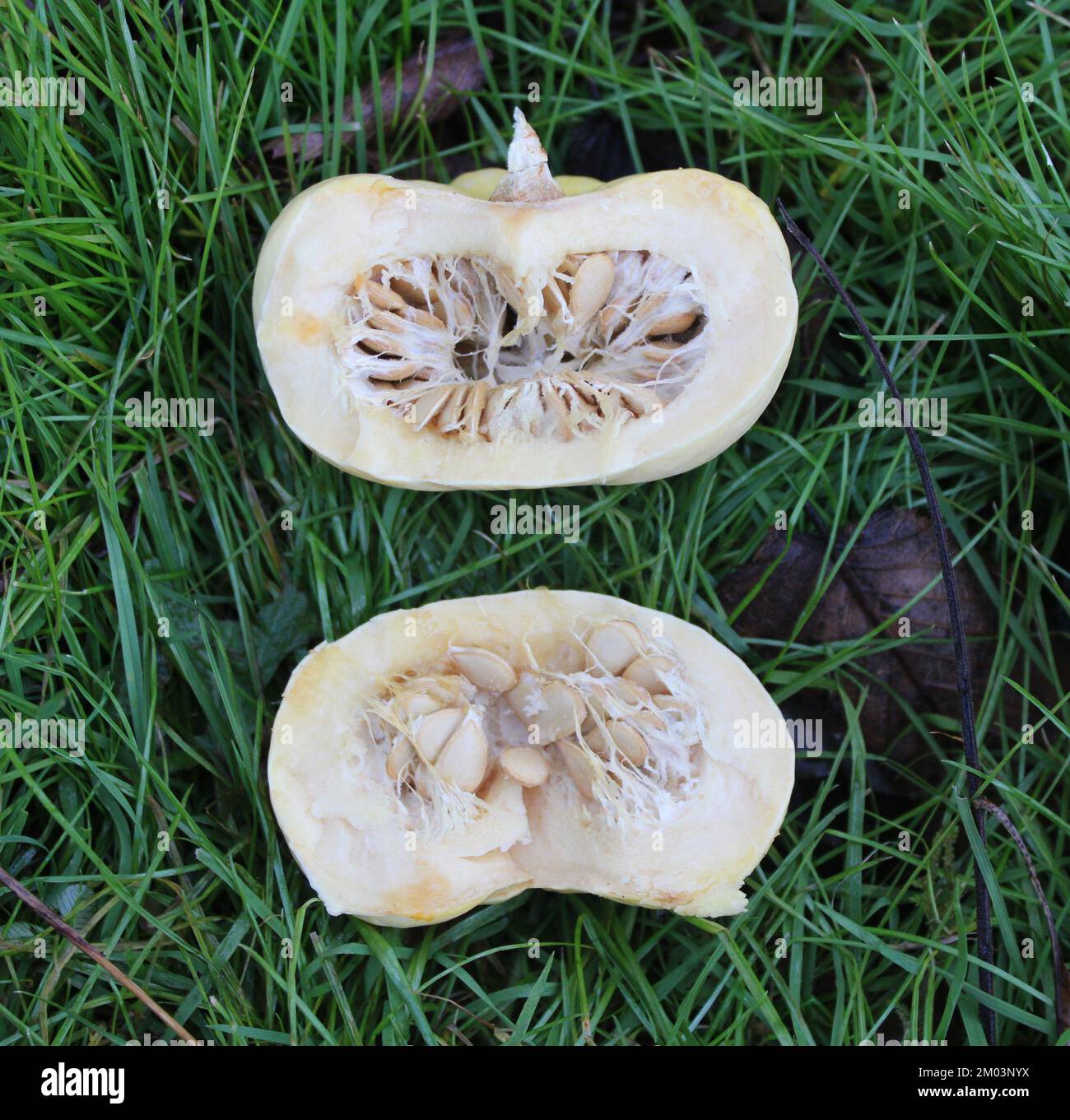Two small seeds hi-res stock photography and images - Alamy