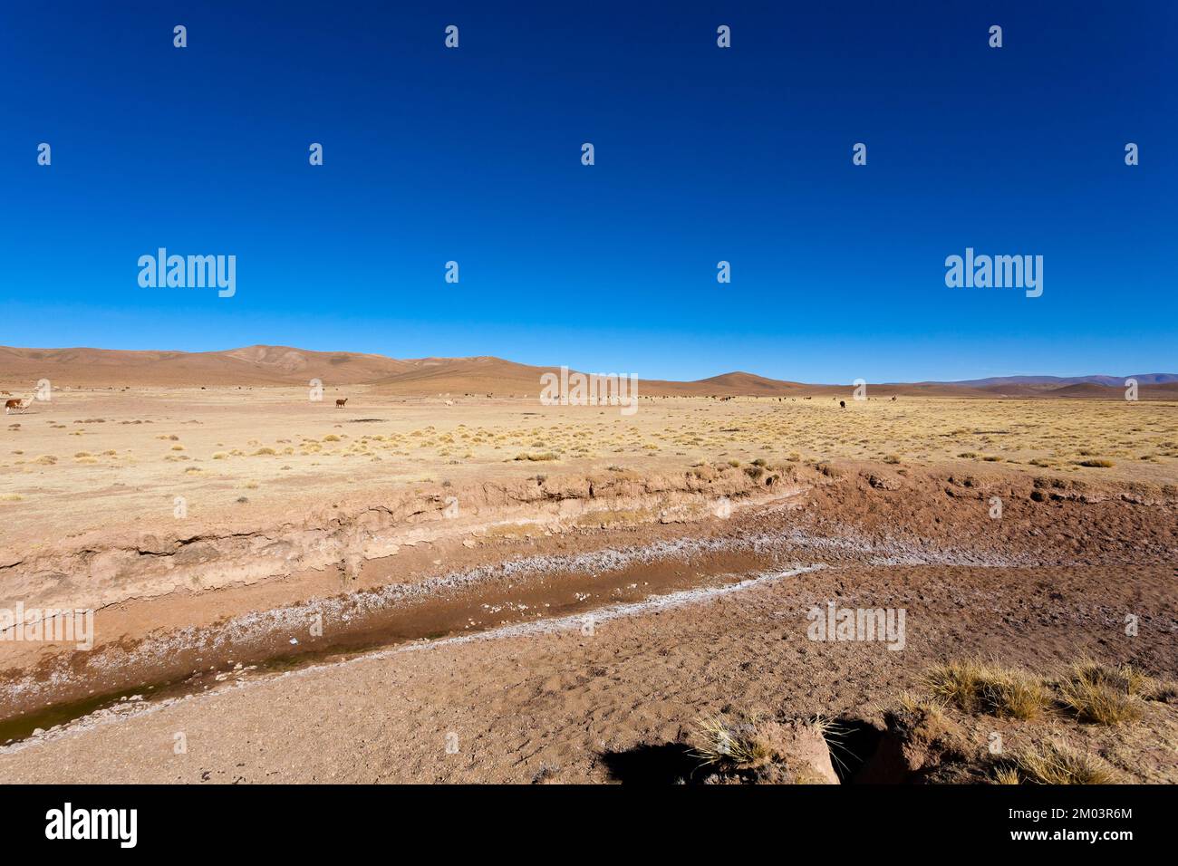 Bolivian llama breeding on Andean plateau,Bolivia Stock Photo - Alamy