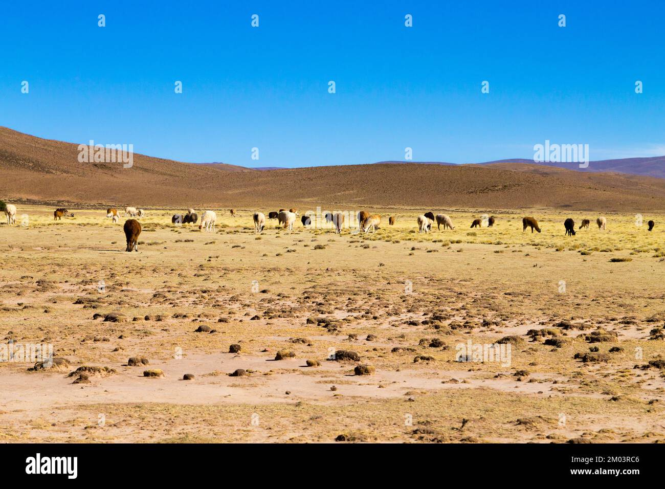 Bolivian llama breeding on Andean plateau,Bolivia Stock Photo - Alamy