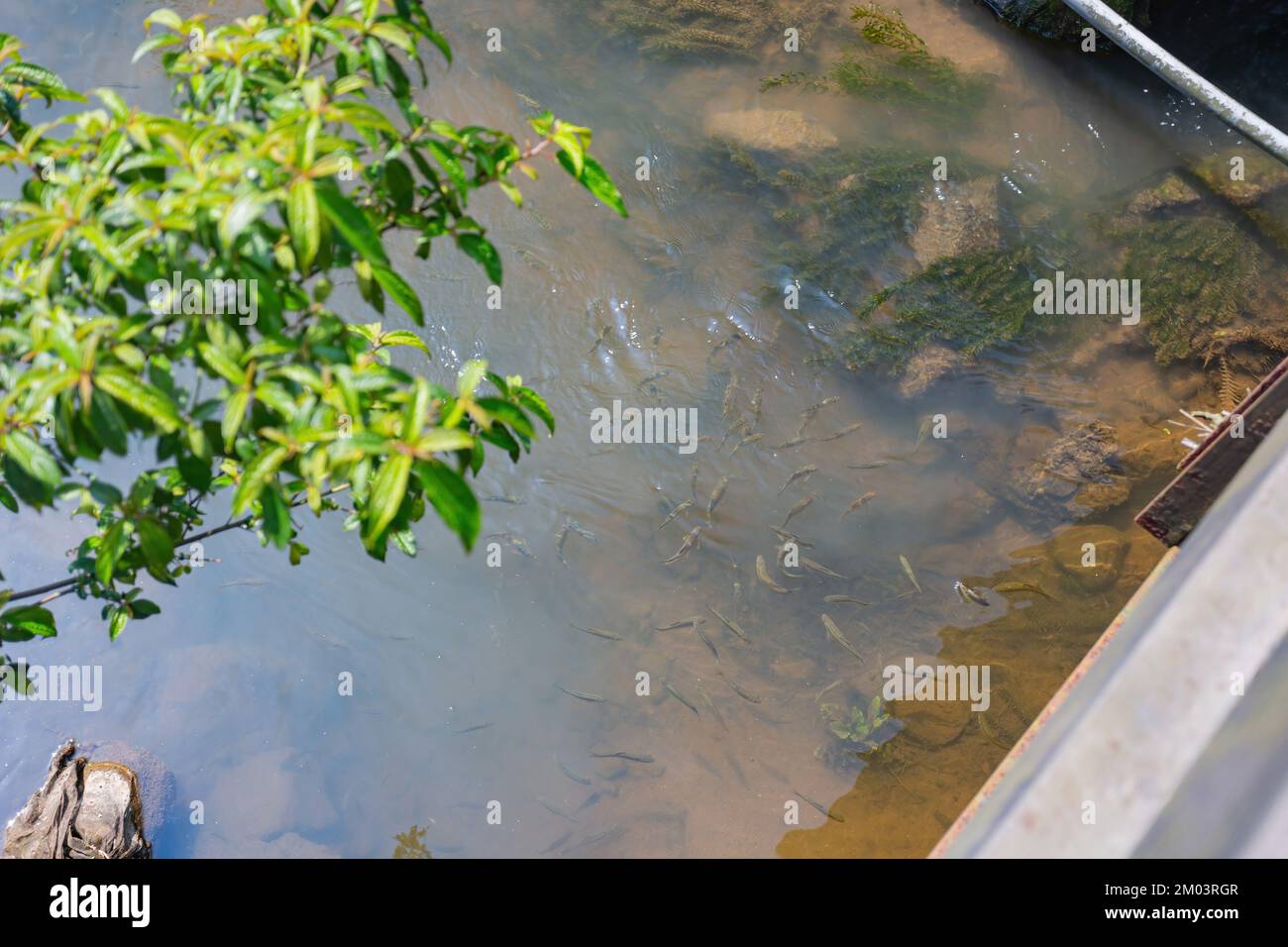 Close up shot of a little pond with many fishes at Taipei, Taiwan Stock ...