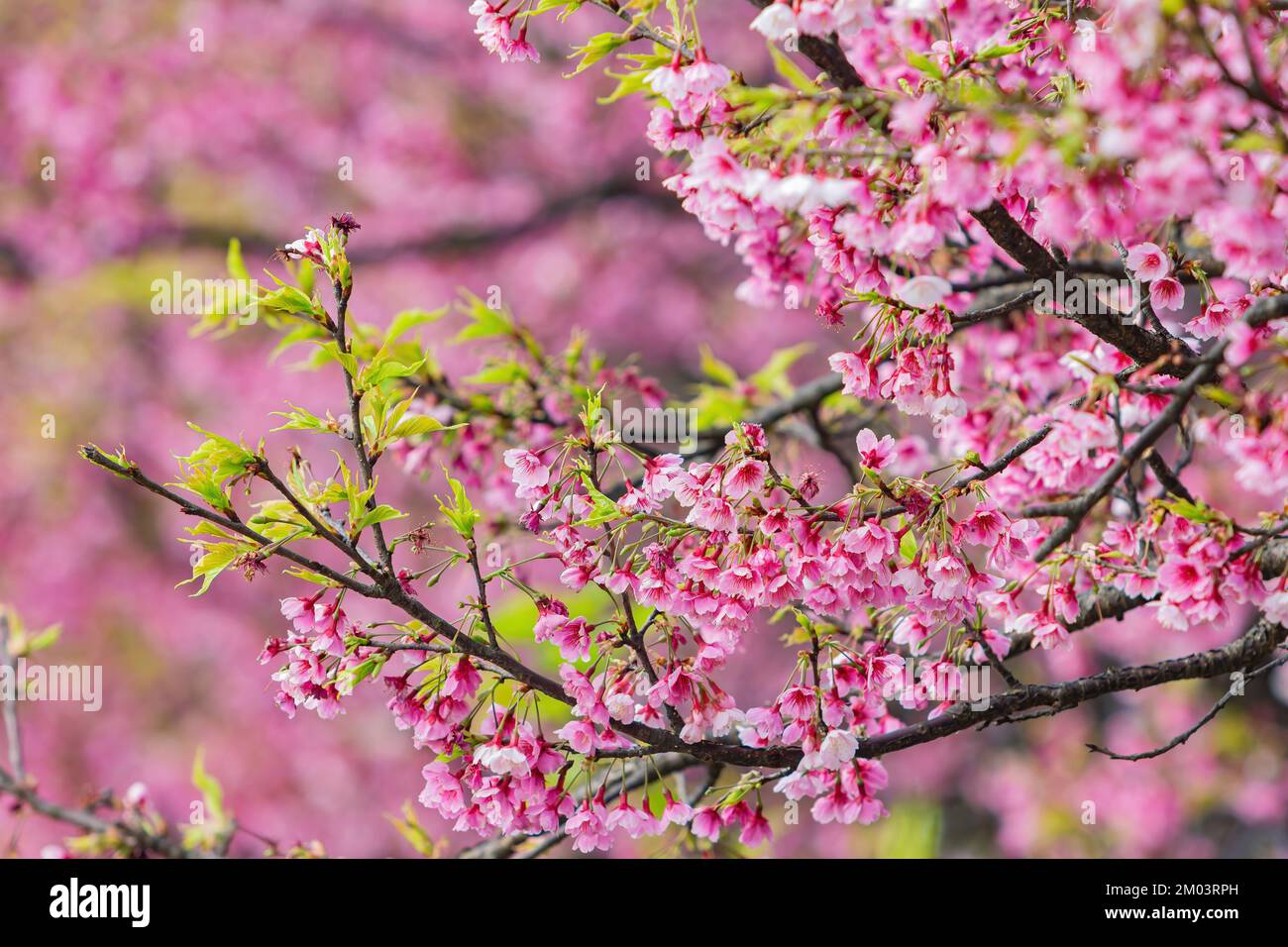 Sunny view of cherry blossom in Yangmingshan National Park at Taipei ...