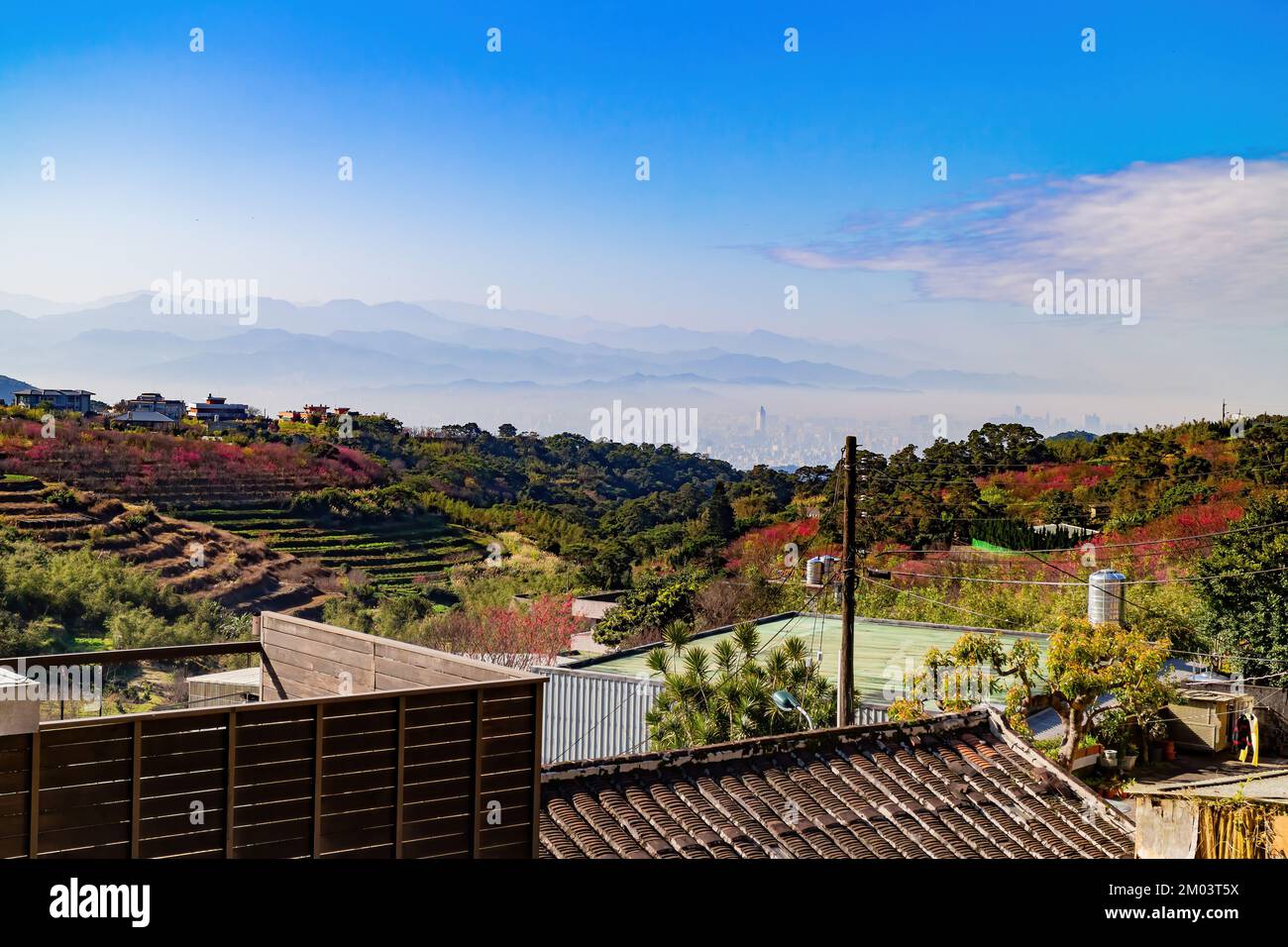 Sunny view of cherry blossom in Yangmingshan National Park at Taipei ...