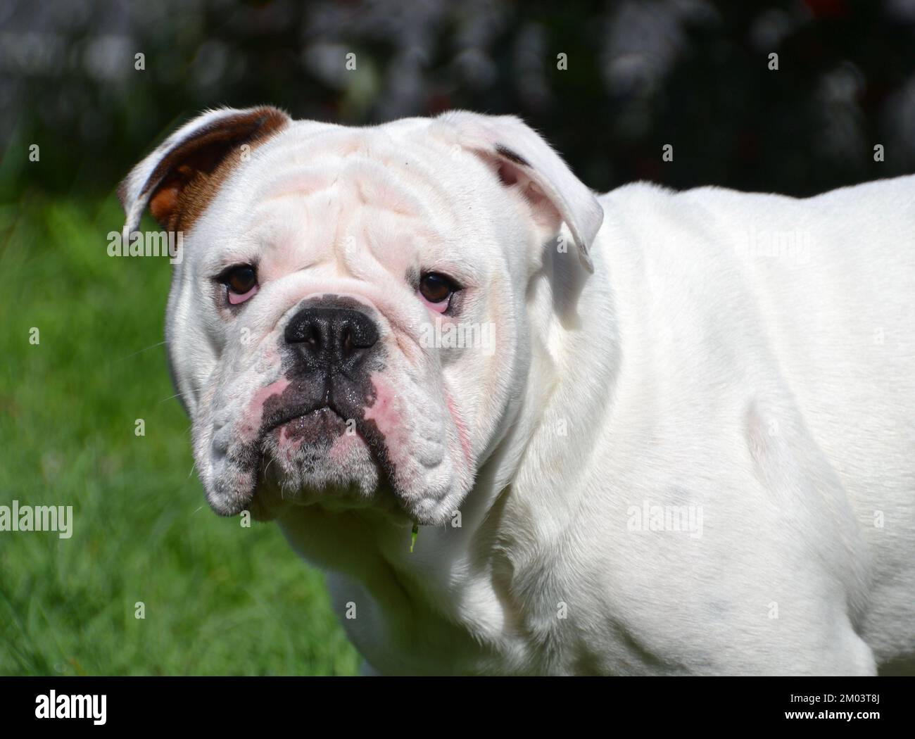 Head shot of a young English or British bulldog puppy in the garden ...