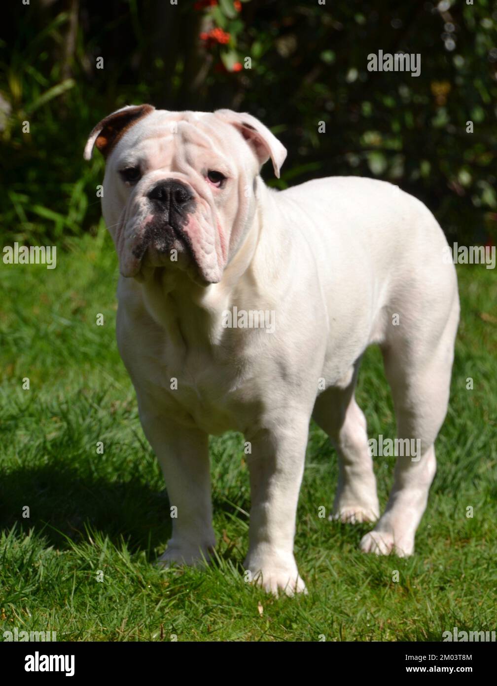 White English or British bulldog puppy looking concerned and straight ...