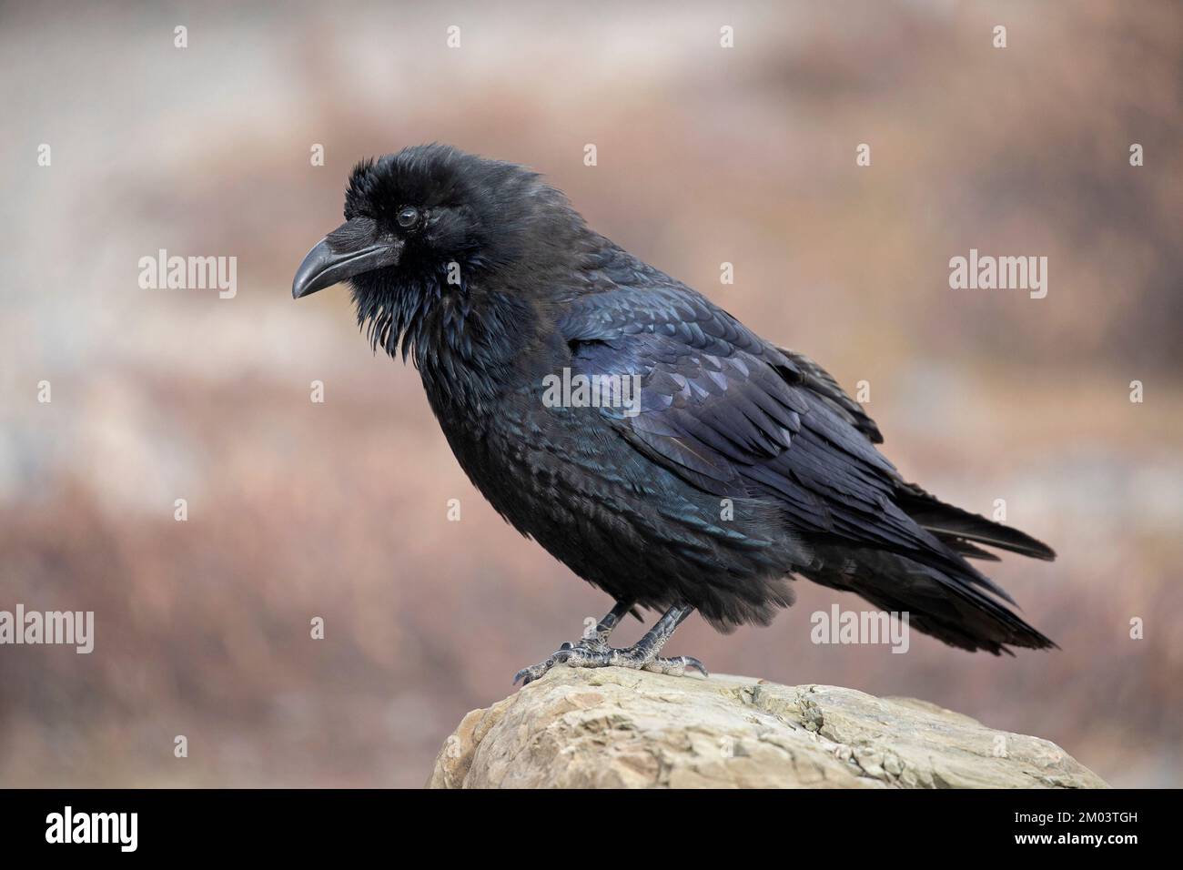 Canada wild birds hi-res stock photography and images - Alamy
