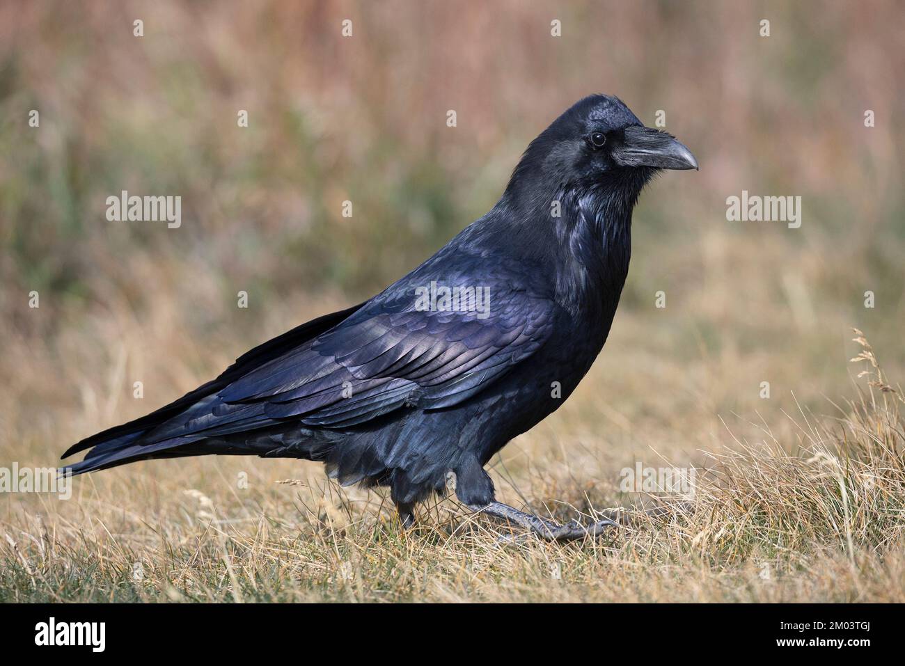 Common raven walking through grass in Banff National Park, Canada ...