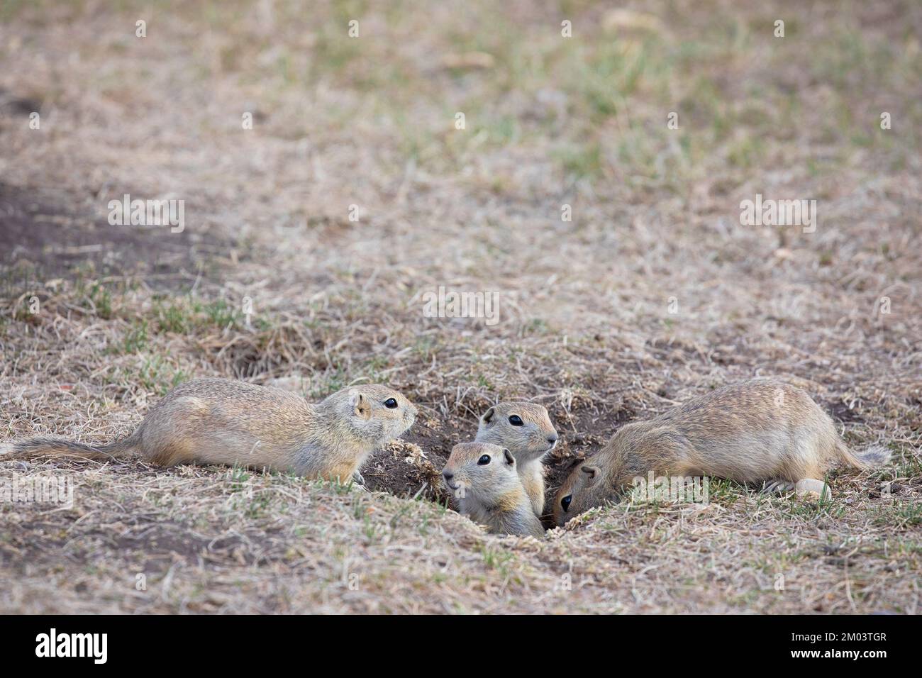Four young Richardson's ground squirrels at the entrance to their ...