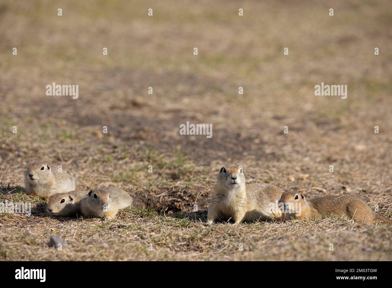Family of Richardson's ground squirrels at the entrance to their burrow ...