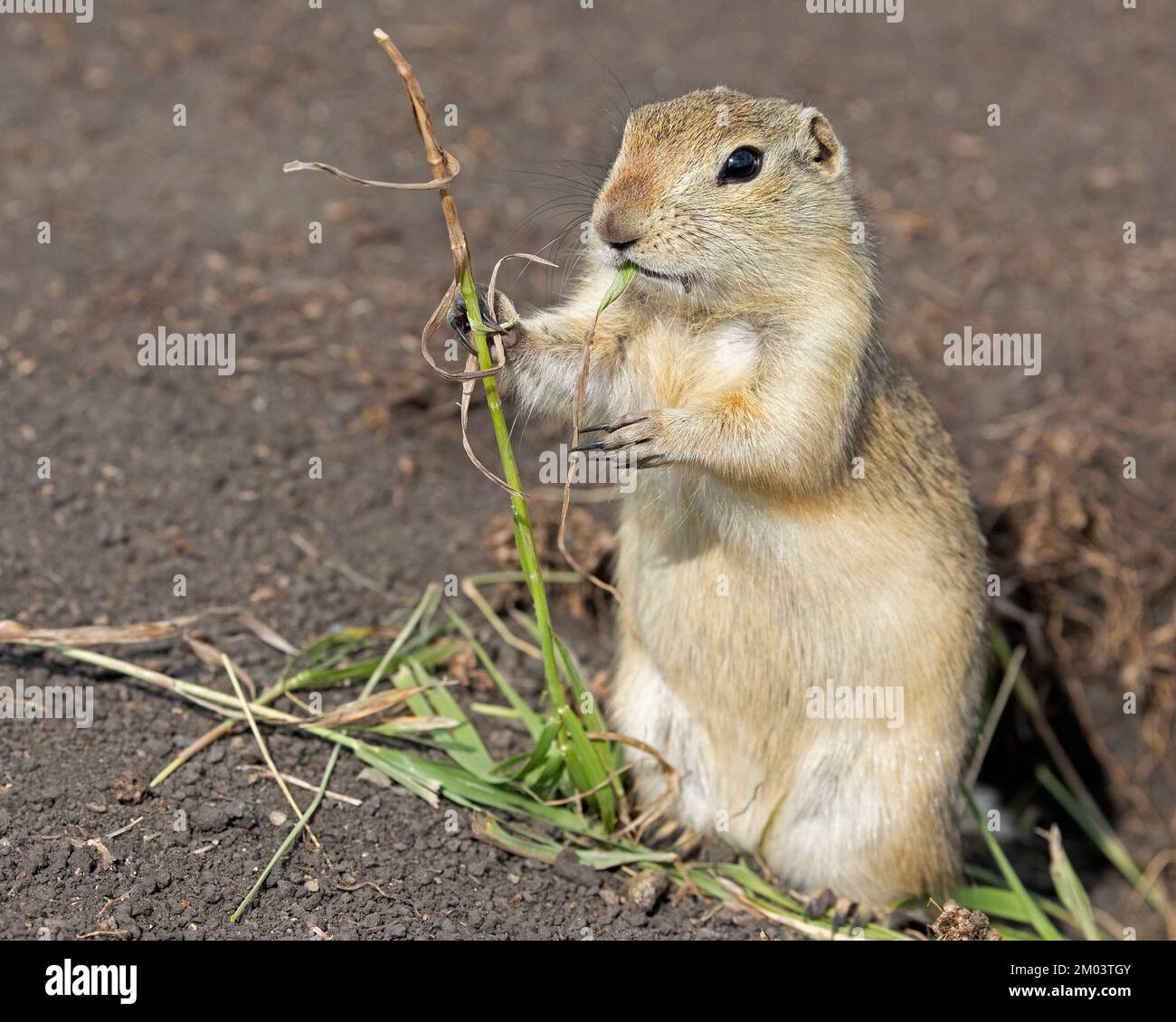 Flickertail squirrel hi-res stock photography and images - Alamy