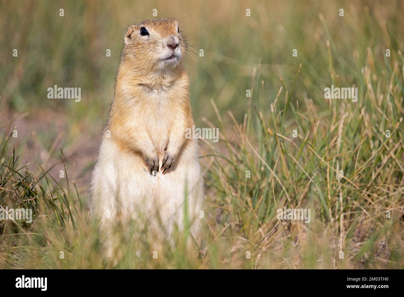 Richardson's ground squirrel portrait, Alberta, Canada (Urocitellus ...