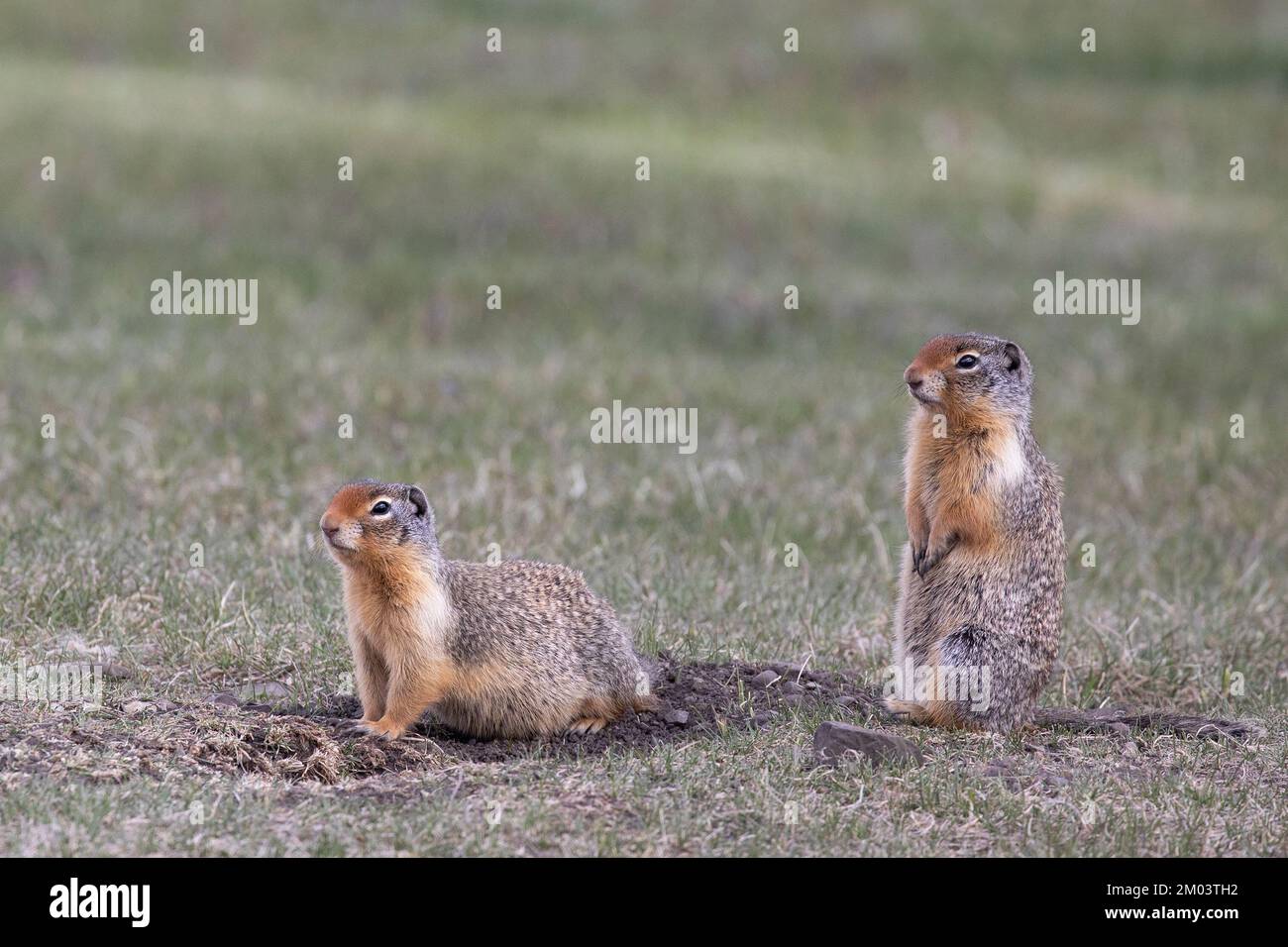 Columbian ground squirrels at their burrow in Chain Lakes Provincial ...