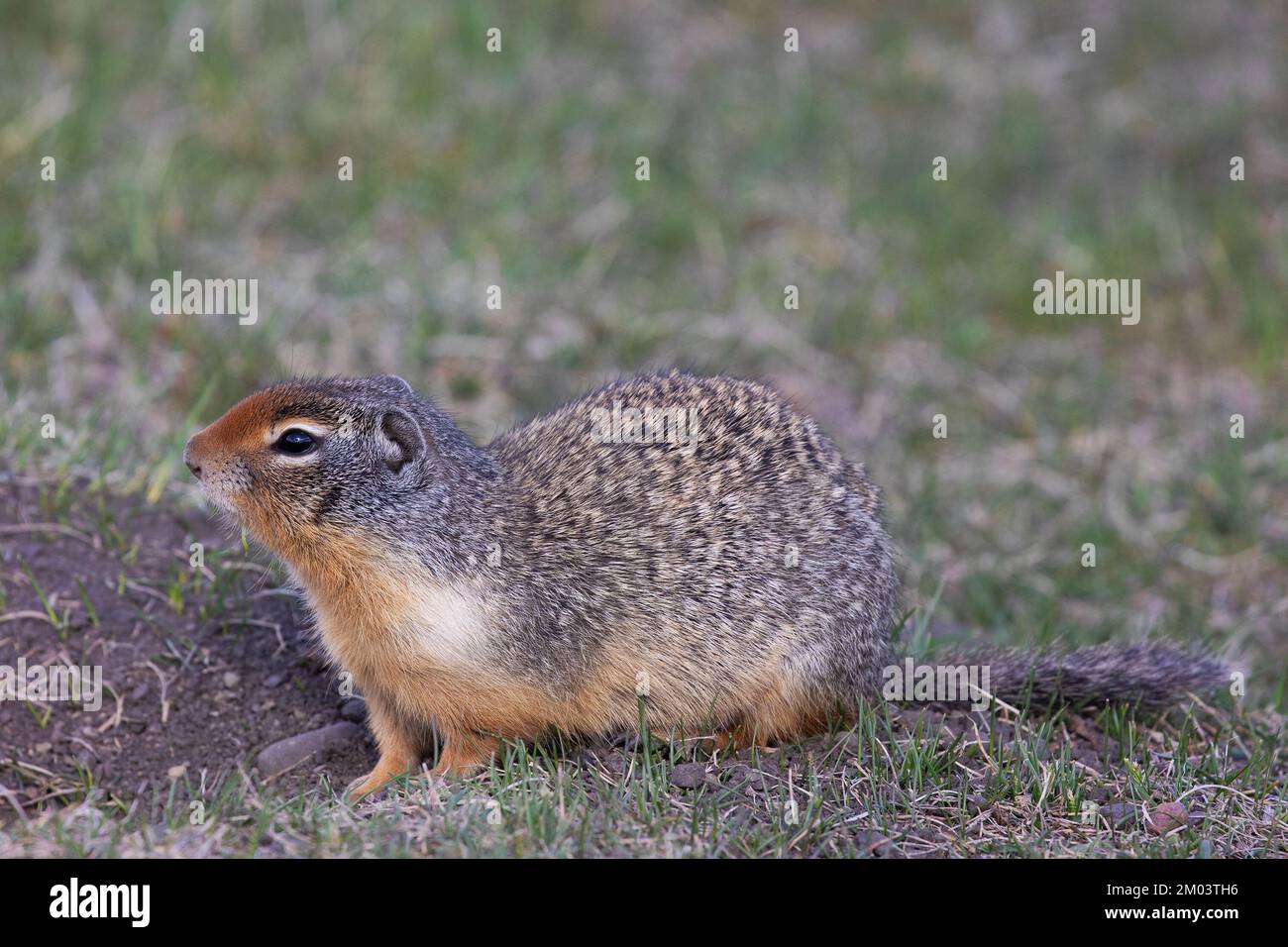 Columbian ground squirrel in Chain Lakes Provincial Park, Alberta ...