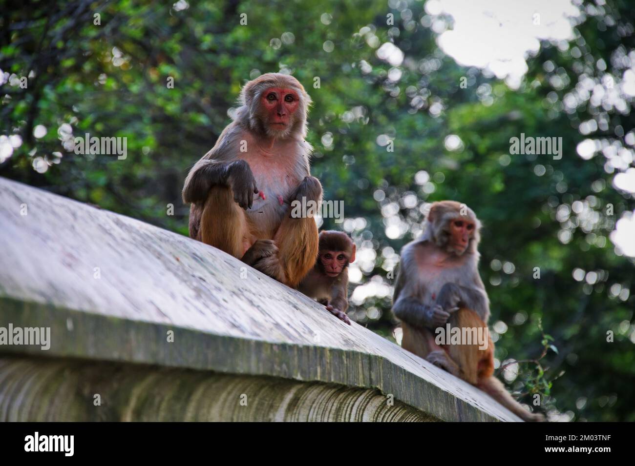 Monkeys climbing the wall of Buddhist shrine above Kathmandu city in ...