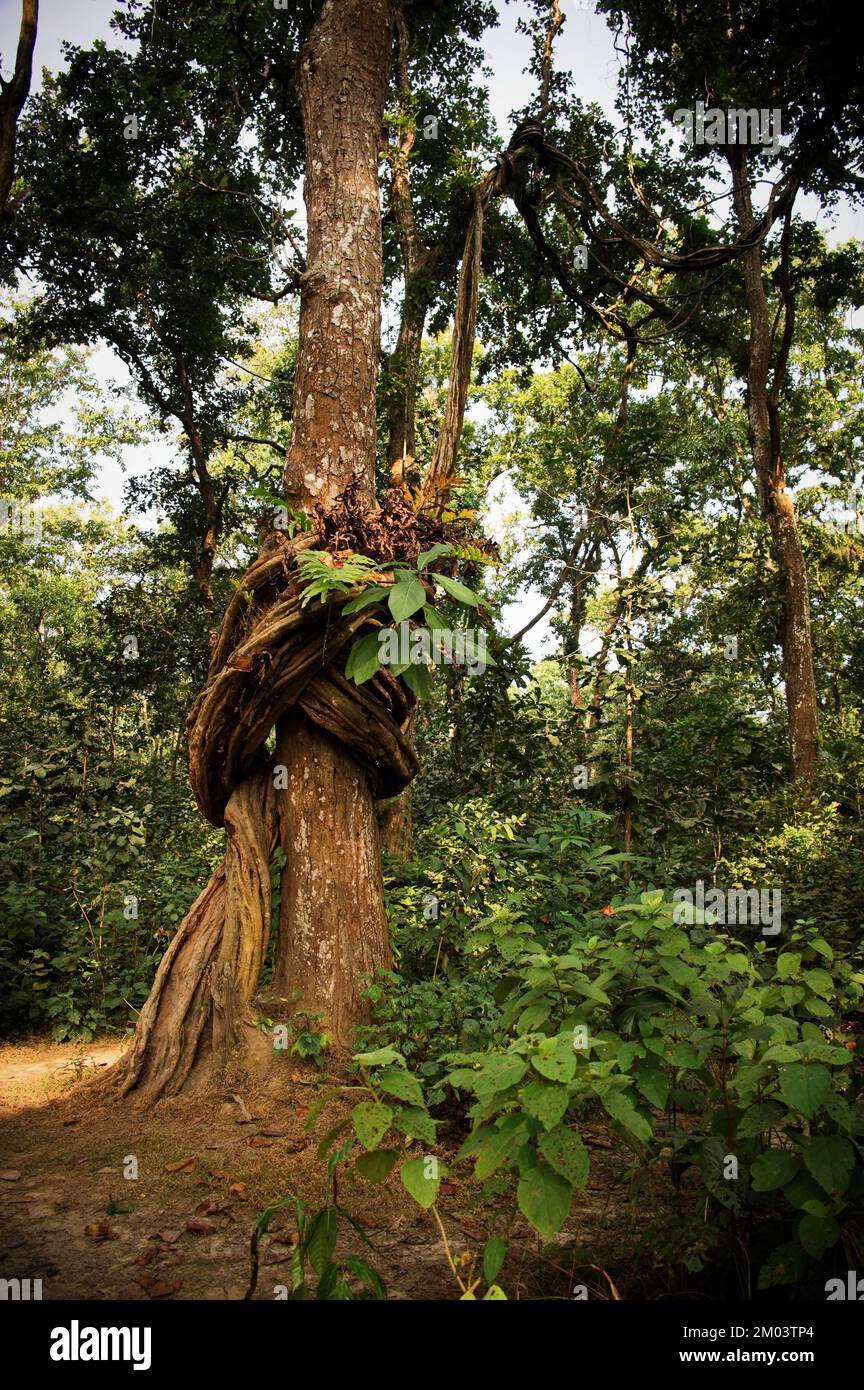 Tree with twisted branch in Chitwan National Park, Nepal Stock Photo ...