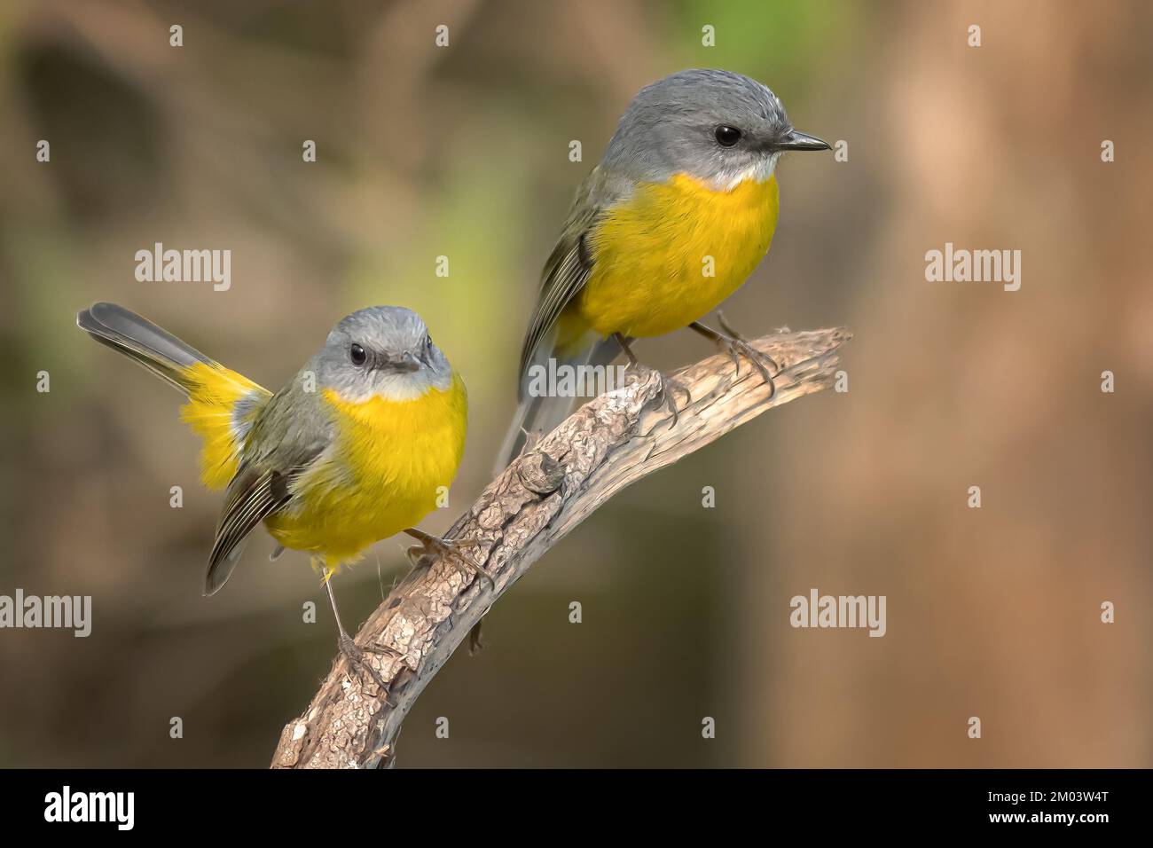 Australian eastern yellow robin photo hi-res stock photography and ...