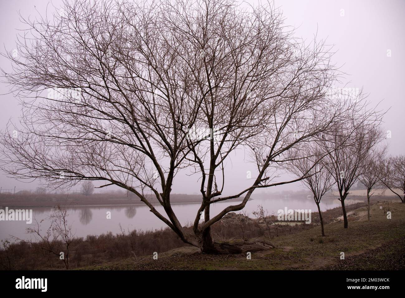 A tree on the banks of the Kura River. The city of Neftechala ...