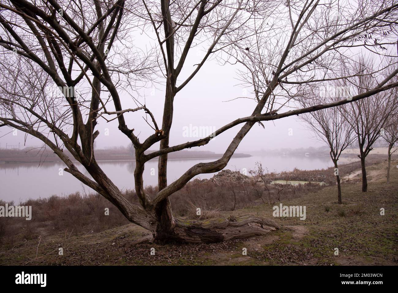 A tree on the banks of the Kura River. The city of Neftechala ...