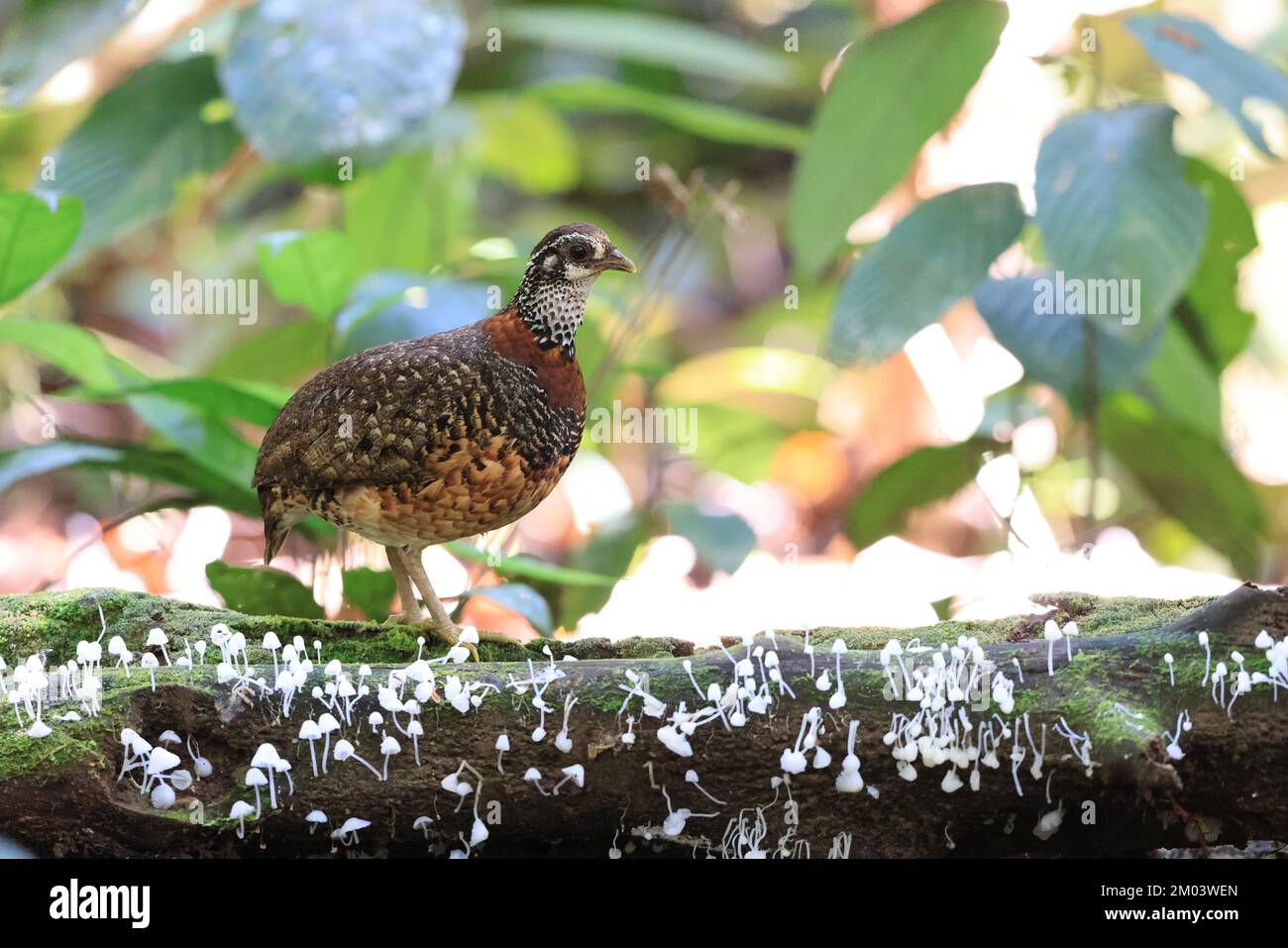 Chestnut-necklaced Partridge (Tropicoperdix charltonii) in Sabah ...