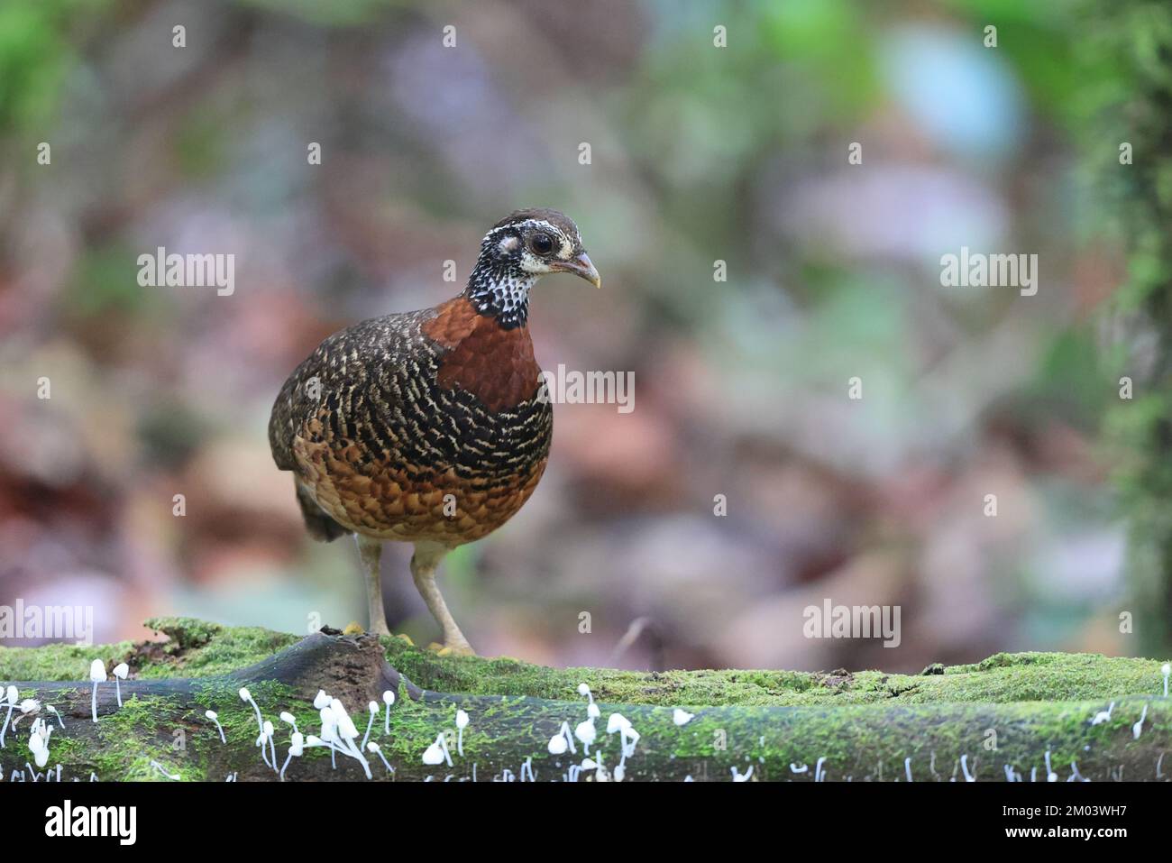 Chestnut-necklaced Partridge (Tropicoperdix charltonii) in Sabah ...